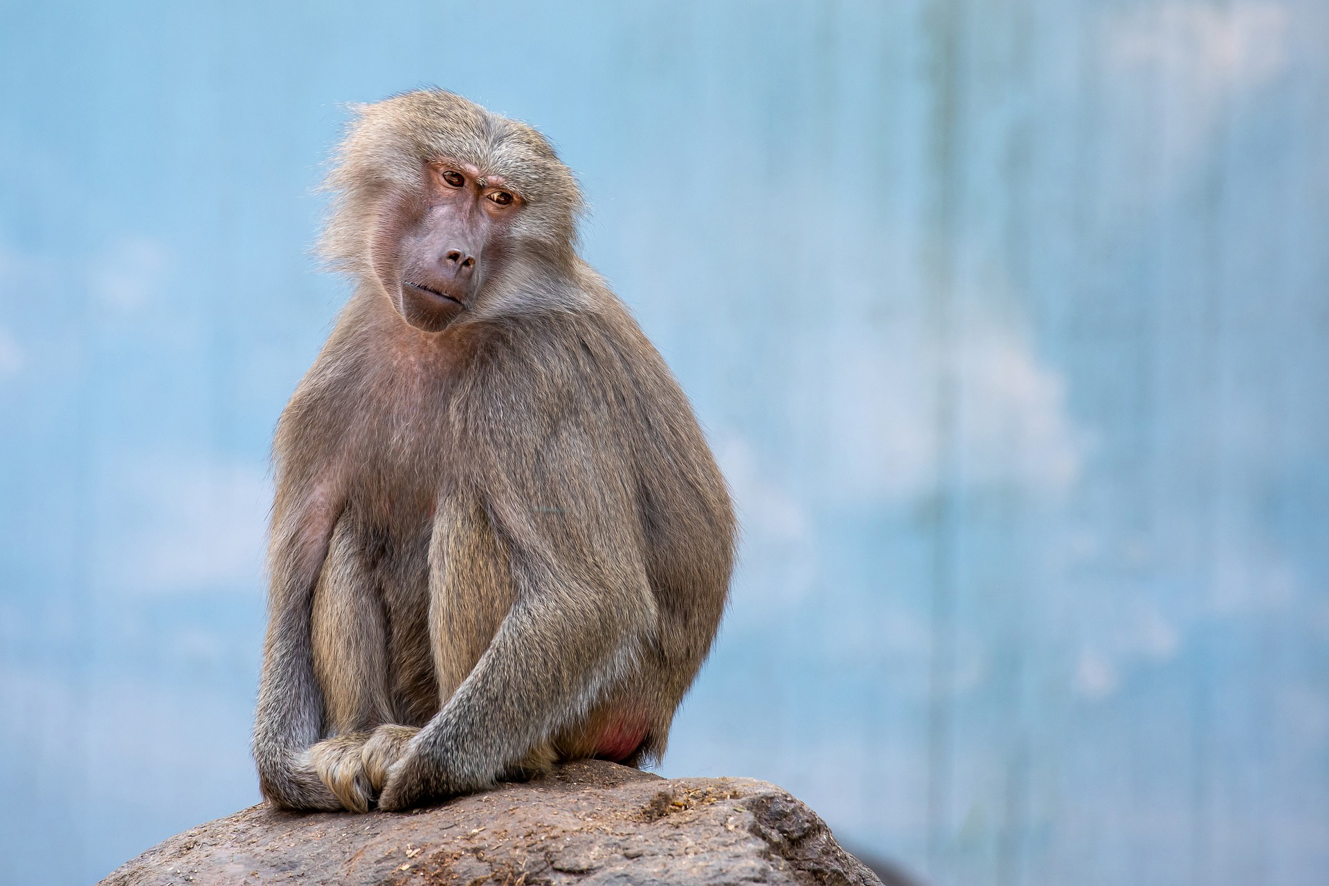 Portugal é o segundo país europeu com mais casos de varíola dos macacos ...