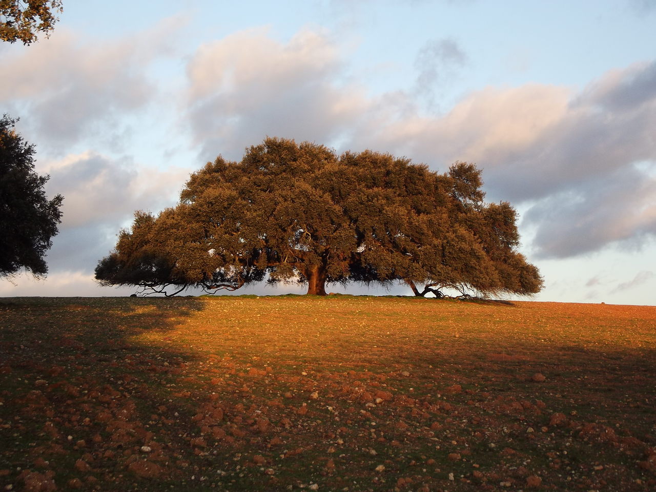 “As Sombras de uma Azinheira”! Uma nova interpretação do 25 abril em ...