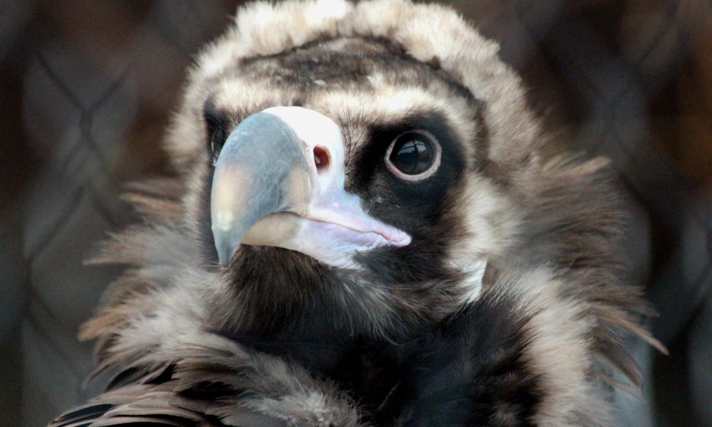 Hoje é Dia Internacional dos Abrutes. Leia aqui onde pode ver a espécie ...