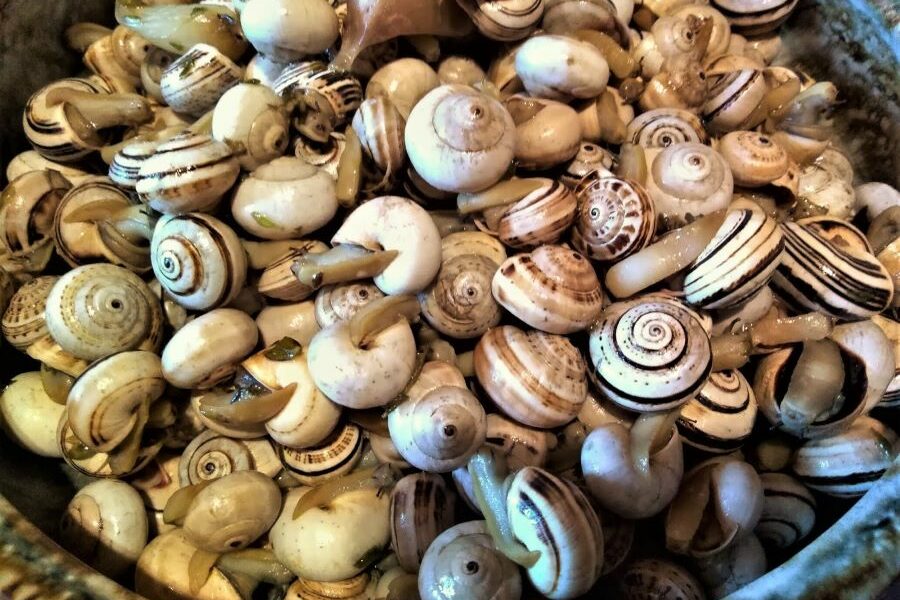 Caracóis o petisco saudável que pode virar armadilha quando se chega ao ...