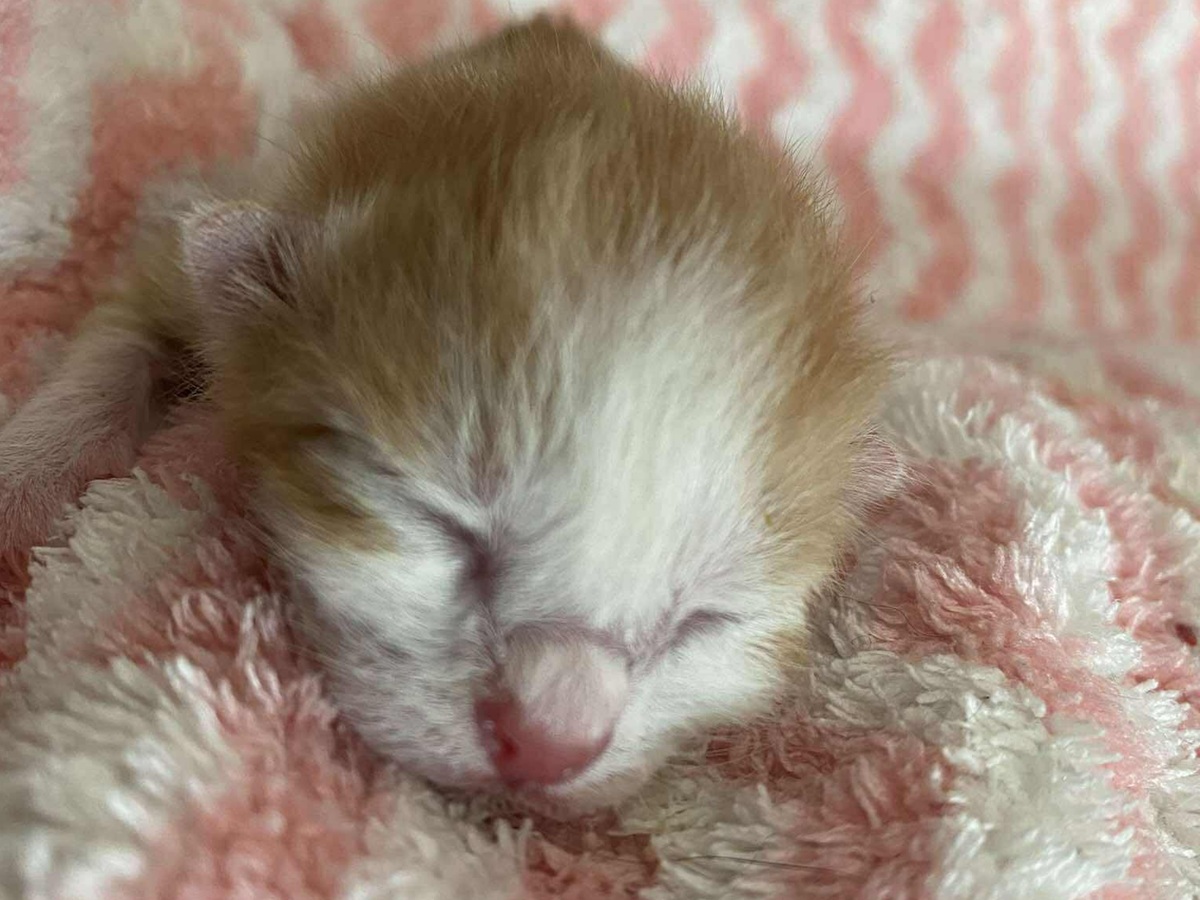 Gatinha Frágil Resgatada Ainda Com Cordão Umbilical Em Coimbra
