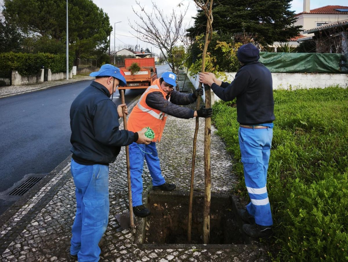 INOVA-EM planta 60 jacarandás em Cantanhede – Notícias de Coimbra