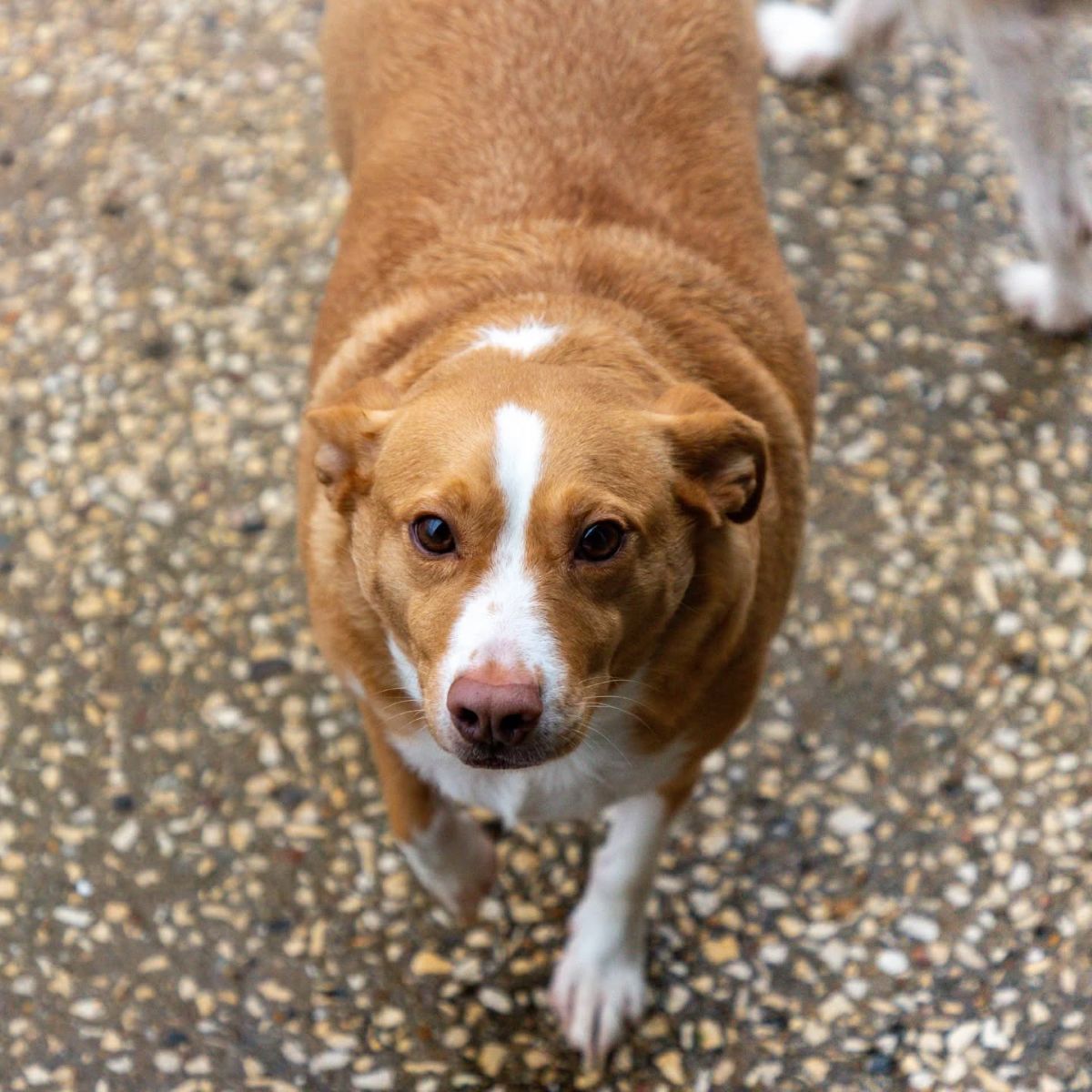Ataque entre cães expõe riscos de sobrelotação em abrigo da Praia de ...