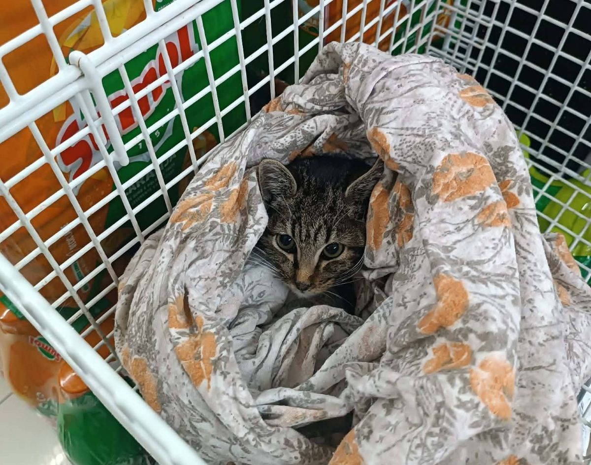 Gatinha perdida e assustada em supermercado de Soure – Notícias de Coimbra